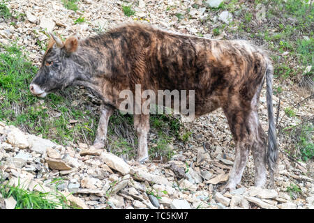 Bulgarian brown cow - typical cattle breed from Bulgaria in the ...