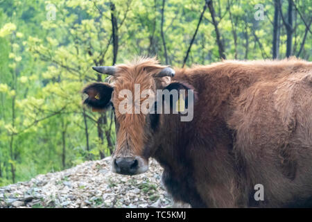 Bulgarian brown cow - typical cattle breed from Bulgaria in the ...