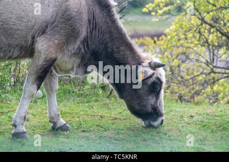 Bulgarian grey cow - typical cattle breed from Bulgaria in the ...