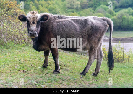 Bulgarian grey cow - typical cattle breed from Bulgaria in the ...