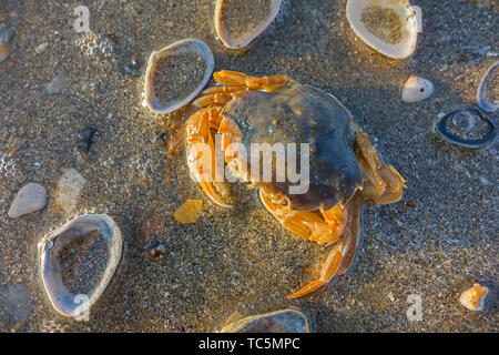 Flying Crab - Liocarcinus holsatus Stock Photo - Alamy