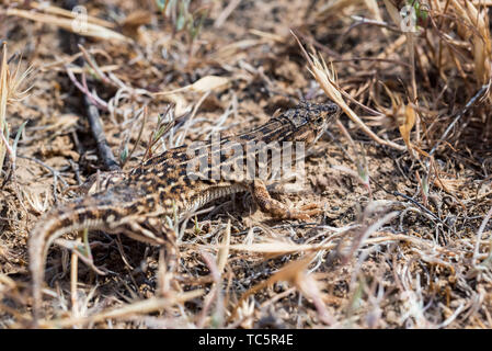 Steppe Runner Lizard or Eremias arguta in dry grass close Stock Photo ...