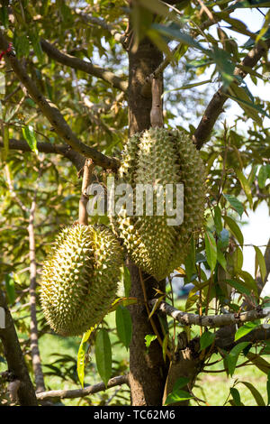 Durian tree in orchard Stock Photo - Alamy