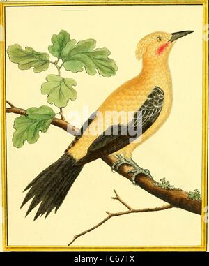 Woodpecker, vintage engraved illustration. From Deutch Birds of Europe ...