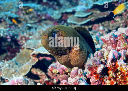 French Polynesia, Moorea. Moray eel close-up Stock Photo - Alamy