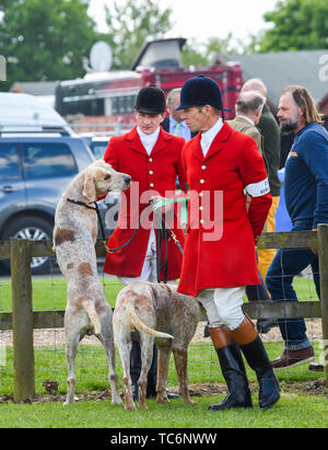 Hunting hounds at the South of England Agricultural Show Ardingly UK ...