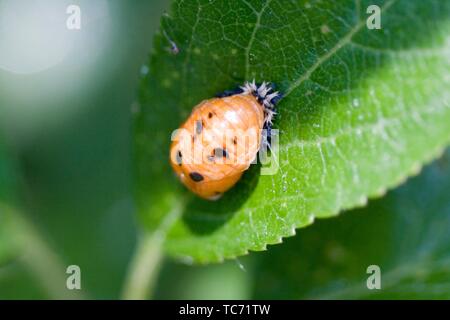 Pupa of the seven spot ladybird Coccinella septempunctata Stock Photo ...