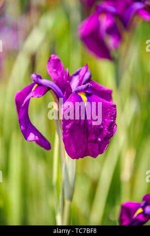 The Iris State flower of Tennessee Stock Photo - Alamy