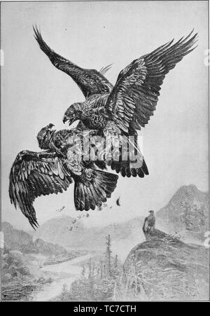 Two Golden eagles (Aquila chrysaetos) in snow, Flatanger, Norway ...