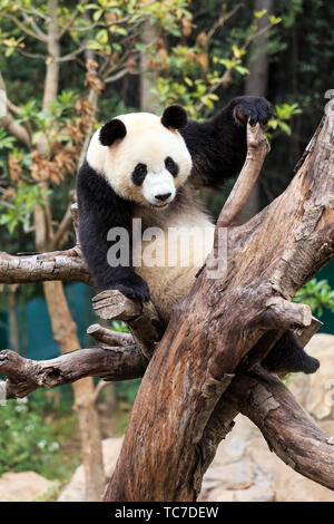 China's national treasure giant panda Stock Photo - Alamy