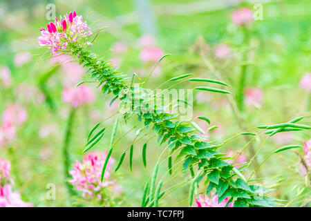 Drunk butterfly flowers in early summer Stock Photo - Alamy