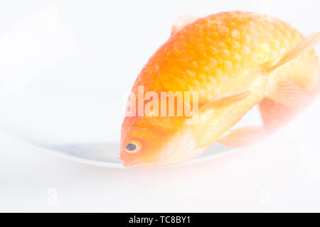 A dead goldfish in a fish tank Stock Photo - Alamy