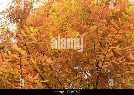 Golden fir trees in autumn Stock Photo - Alamy