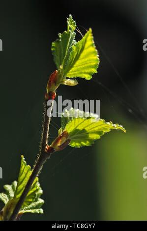 Young leaves of silver birch tree, Betula pendula, in spring, Berkshire ...