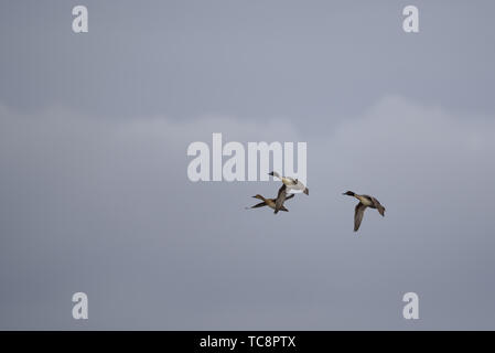 flying duck wetlands Stock Photo - Alamy