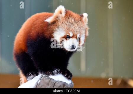 Red lesser panda in Asahiyama zoo, Asahikawa, Hokkaido, Japan, Asia ...