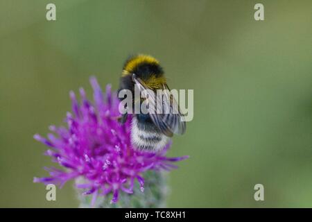 Gypsy Cuckoo Bumblebee, Bombus bohemicus Stock Photo - Alamy