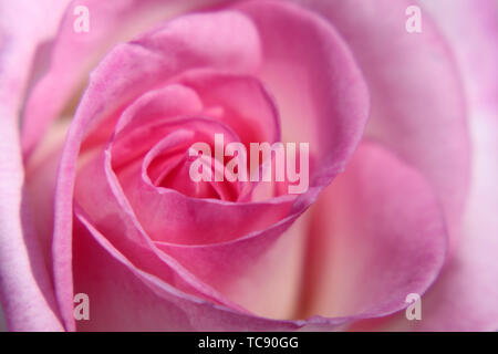 Micro flowers - moon season Stock Photo - Alamy