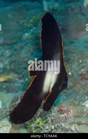 Juvenile Pinnate Spadefish, Platax pinnatus, Pantai Parigi dive site ...