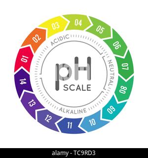 The PH balance scale chart in a human body vector illustration ...