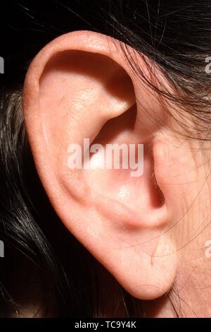 close -up shot of a human earlobe with cartilage piercings Stock Photo ...