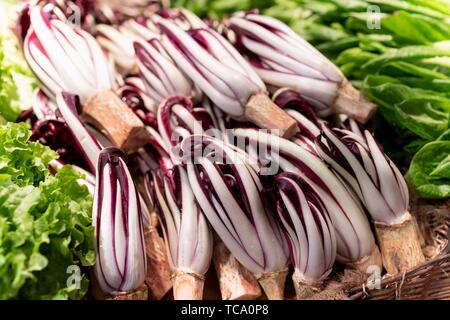 The late Red Radicchio of Treviso (Radicchio Rosso di Treviso Tradivo ...