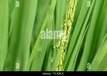Rice spike paddy field, rice Stock Photo - Alamy