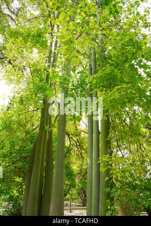 lacebark tree trunk, (Brachychiton discolor), close view trunk texture ...