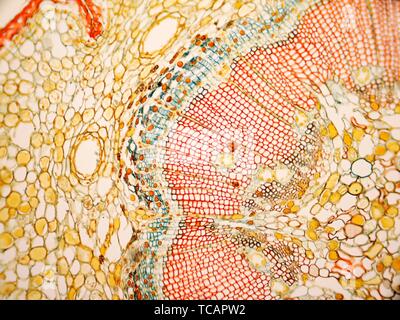 Pine tree stem, cross section, 20X light micrograph. Conifer tree in ...