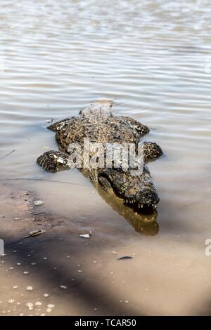 Sacred crocodile in Sabou, Burkina Faso, Africa Stock Photo - Alamy
