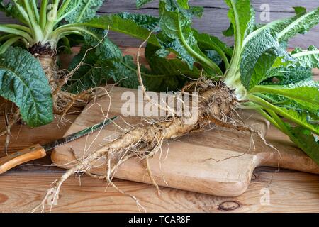 A leaf rosette of teasel (Dipsacus fullonum) in spring Stock Photo - Alamy