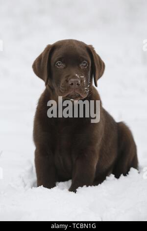 Labrador Puppy in snow Stock Photo - Alamy