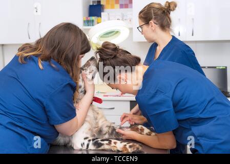 Dog with an intravenous infusion drip in a vet at the clinic. Dog with ...
