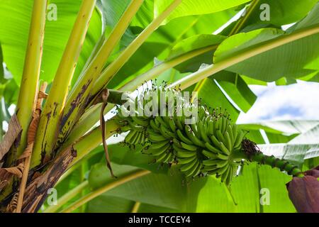 Banana (Musa acuminata) tree, Sumatra, Indonesia Stock Photo - Alamy
