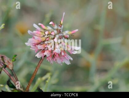 Persian clover, Shaftal (Trifolium resupinatum), blooming, Germany ...