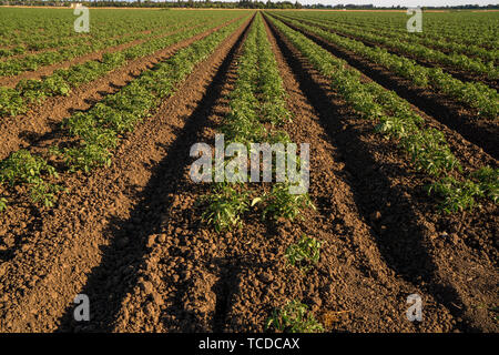 Tomato row crops California Stock Photo - Alamy