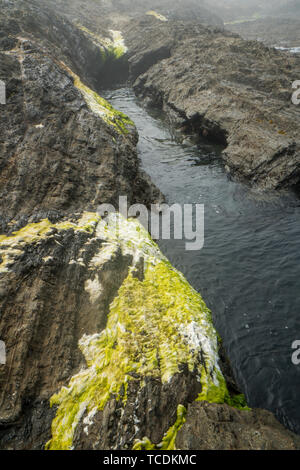 Green seaweed and algae growing on white rocks with blue sky reflected ...