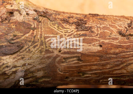 Traced bark beetles on coniferous tree branches. Places of living of ...
