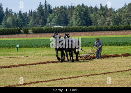 Team of horses plowing a new furrow. 2019 International Plowing Match ...