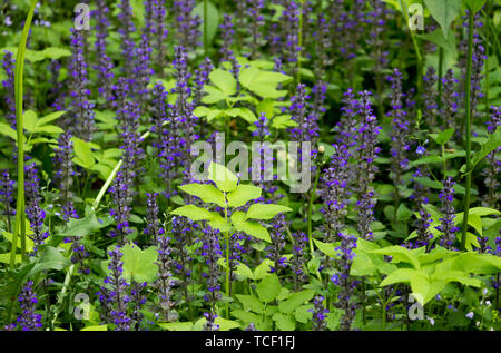 thickets of blue flowers from the family Lamiaceae or Labiatae in the ...
