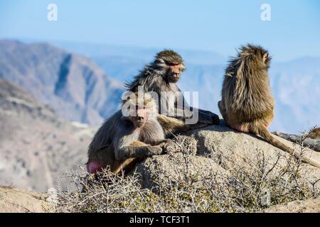 Baboons on mountain cliff, Abha, Saudi Arabia, Middle East Stock Photo ...