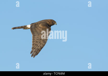 Swainson Hawk flying Stock Photo - Alamy
