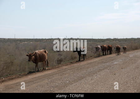Busa cattle, walking along a dirt road through the Aralkum Desert, the ...