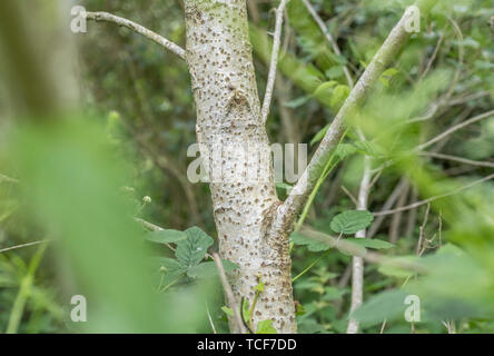 Furrowed tree bark of quite young Common Elder / Sambucus nigra tree in ...