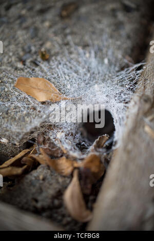Trap of spider (snare) in a funnel shape from the thick cobwebs, the ...