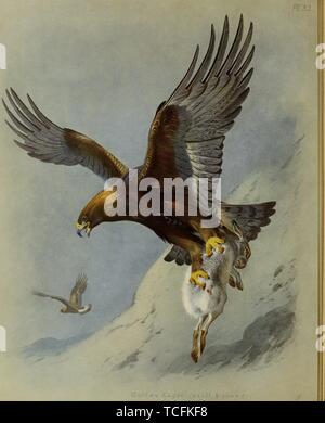Thorburn Archibald - a Golden Eagle - British School - 19th Century ...