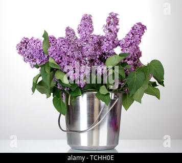 beautiful lilac flowers in metal bucket isolated on white Stock Photo ...