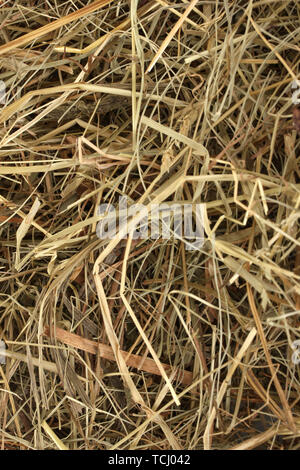 Golden hay texture background close-up Stock Photo - Alamy