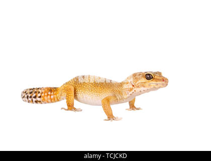 yellow and orange spotted leopard gecko on white Stock Photo - Alamy