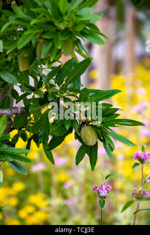 Ripe almond nuts and flowers on blossoming almond tree Stock Photo - Alamy